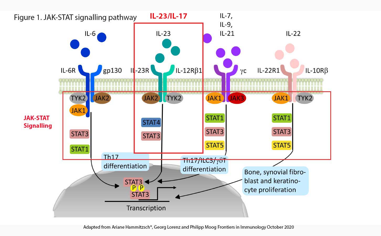 Auto-immune arthropathy – understanding the IL-23/IL-17 pathway – GP Voice