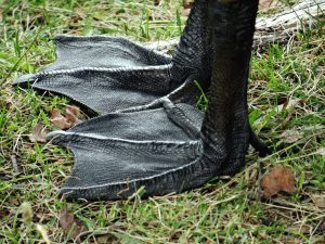 Goose foot – how many “toes” does the goose foot have? – GP Voice
